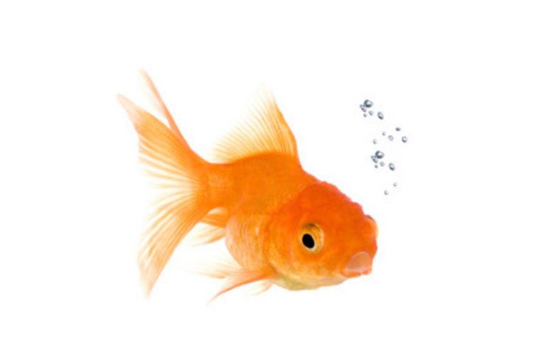 goldfish | Education Grants