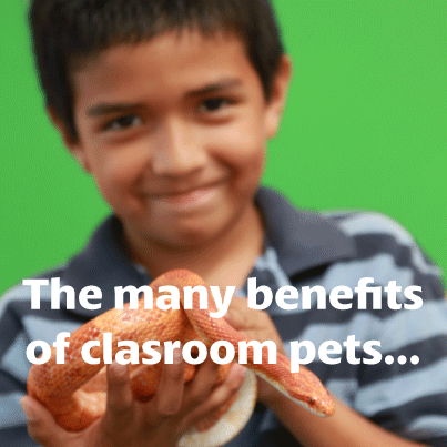 Why Teachers Say They Have Classroom Pets | Education Grants