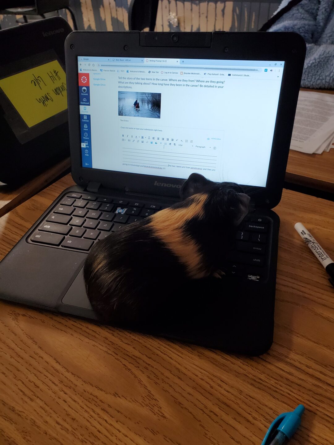 Teachers Share Benefits of Class Pets | Education Grants