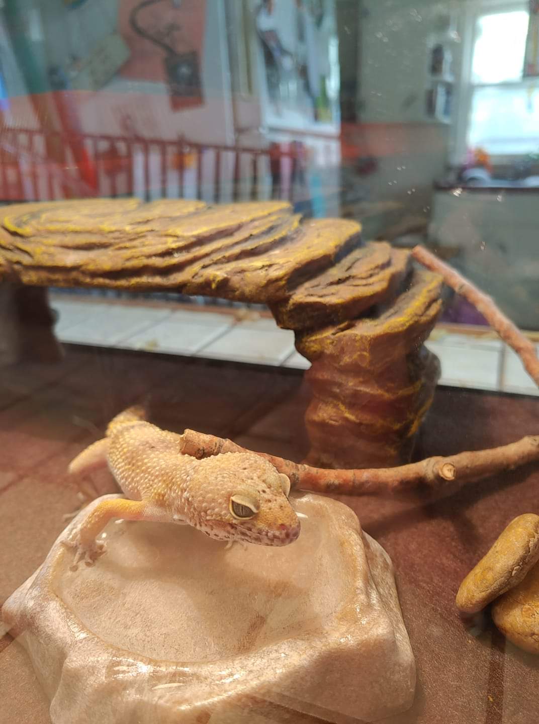Teachers Share Benefits of Class Pets | Education Grants