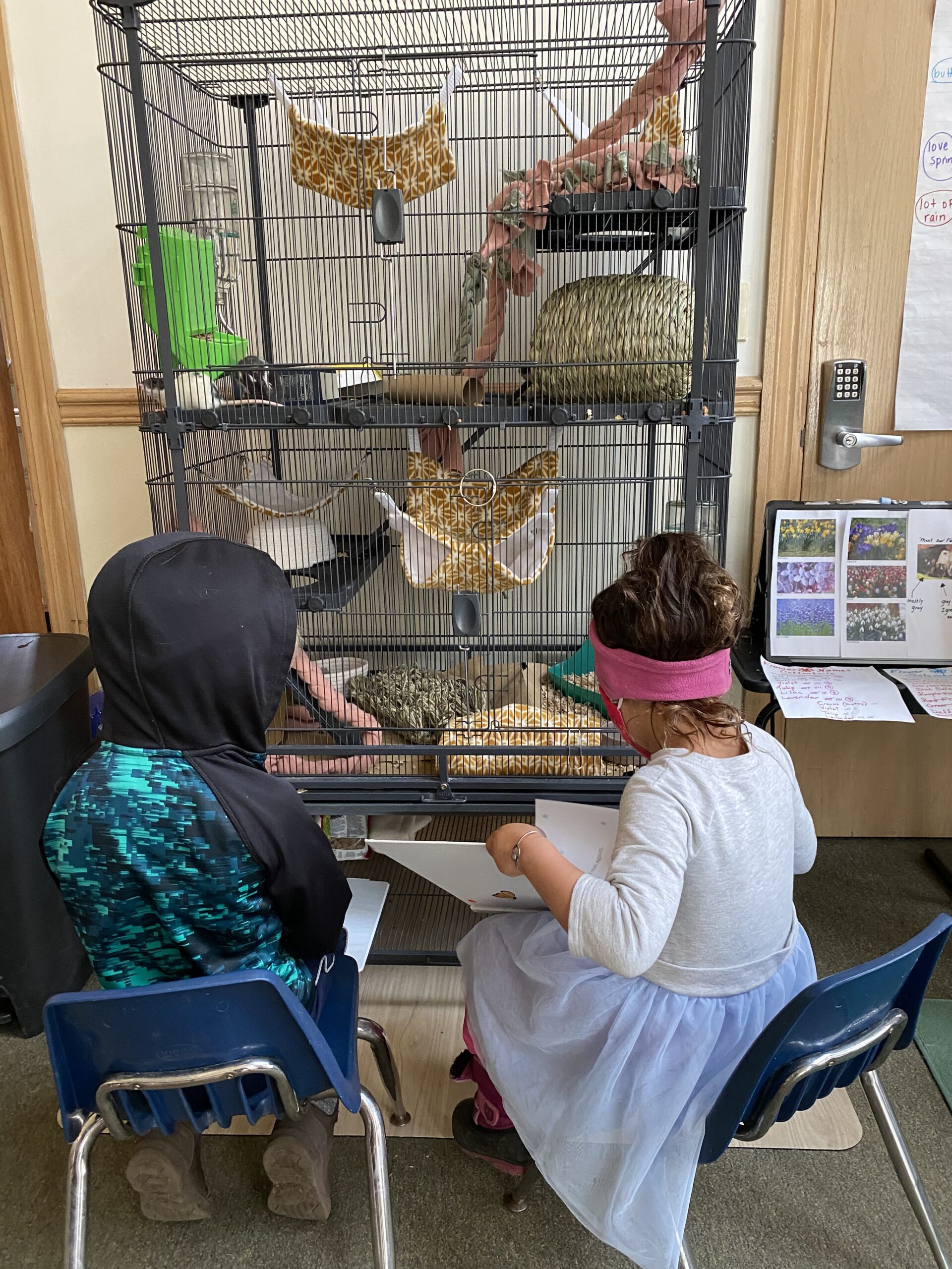 Teachers Share Benefits of Class Pets | Education Grants