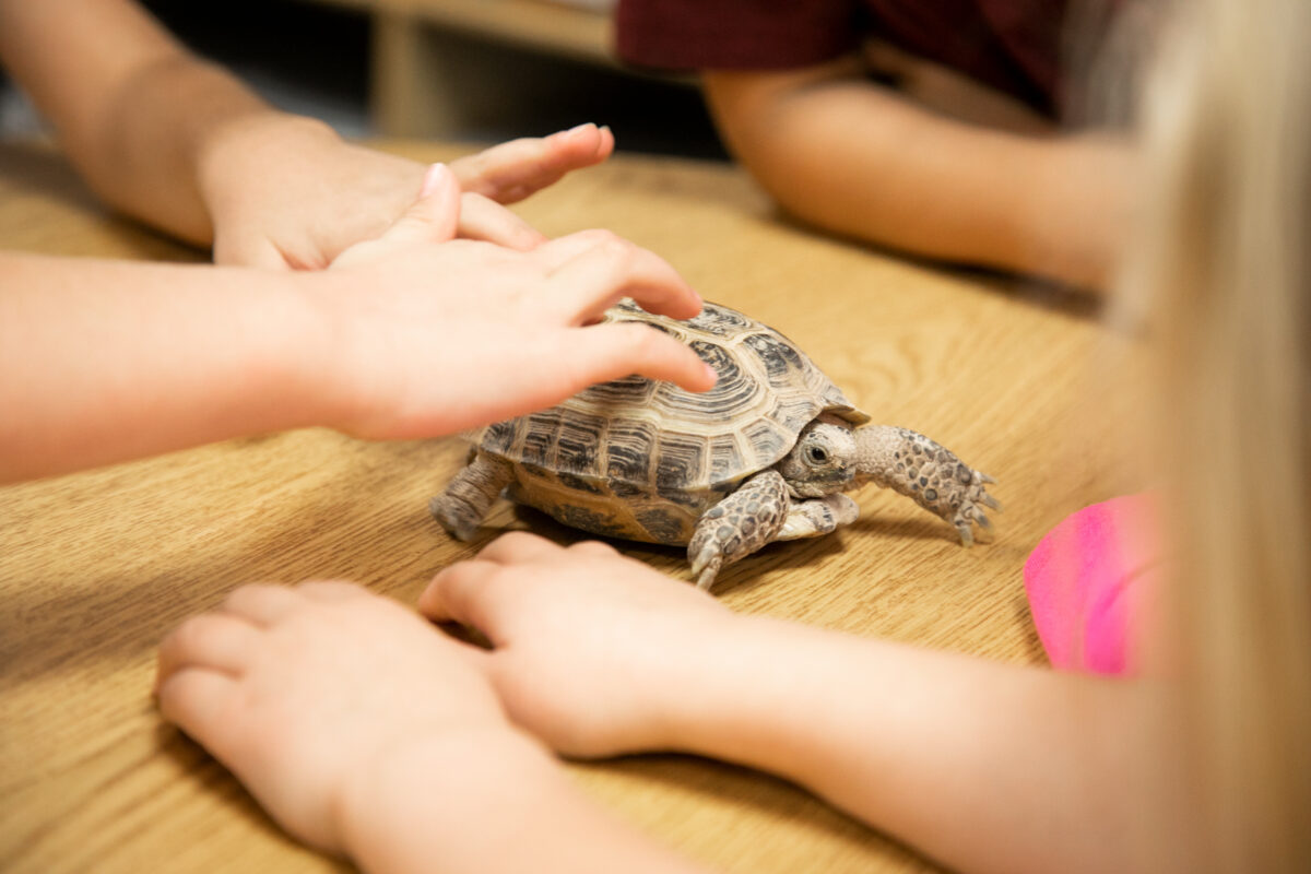 Pets in the Classroom Media Kit | Education Grants