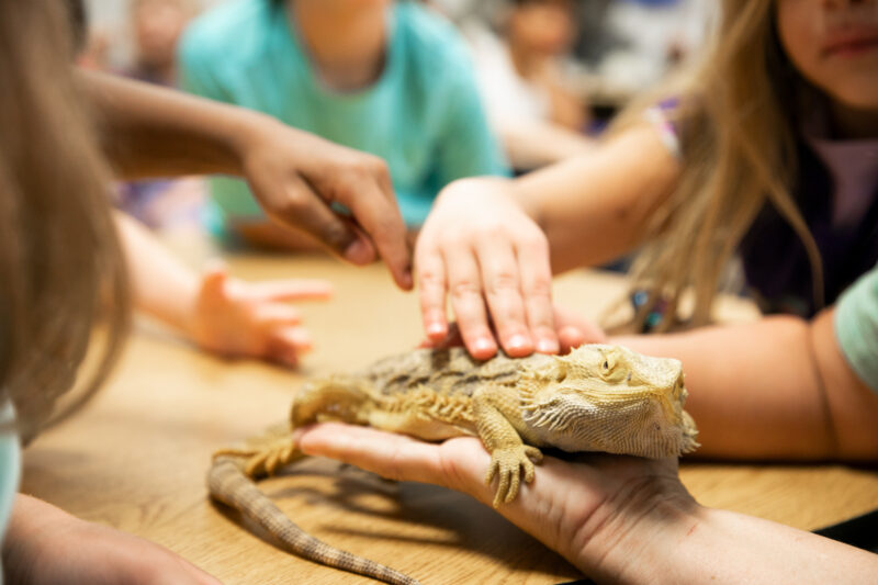 Pets in the Classroom Media Kit | Education Grants