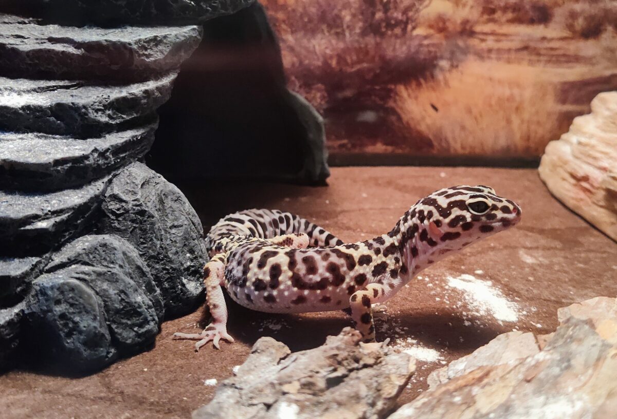 Leopard Geckos - Excellent Classroom Pets | Education Grants