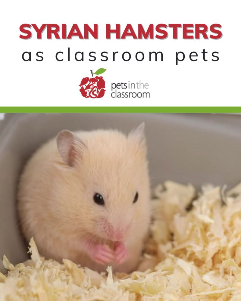 Education Grant for Teachers - Pets in the Classroom