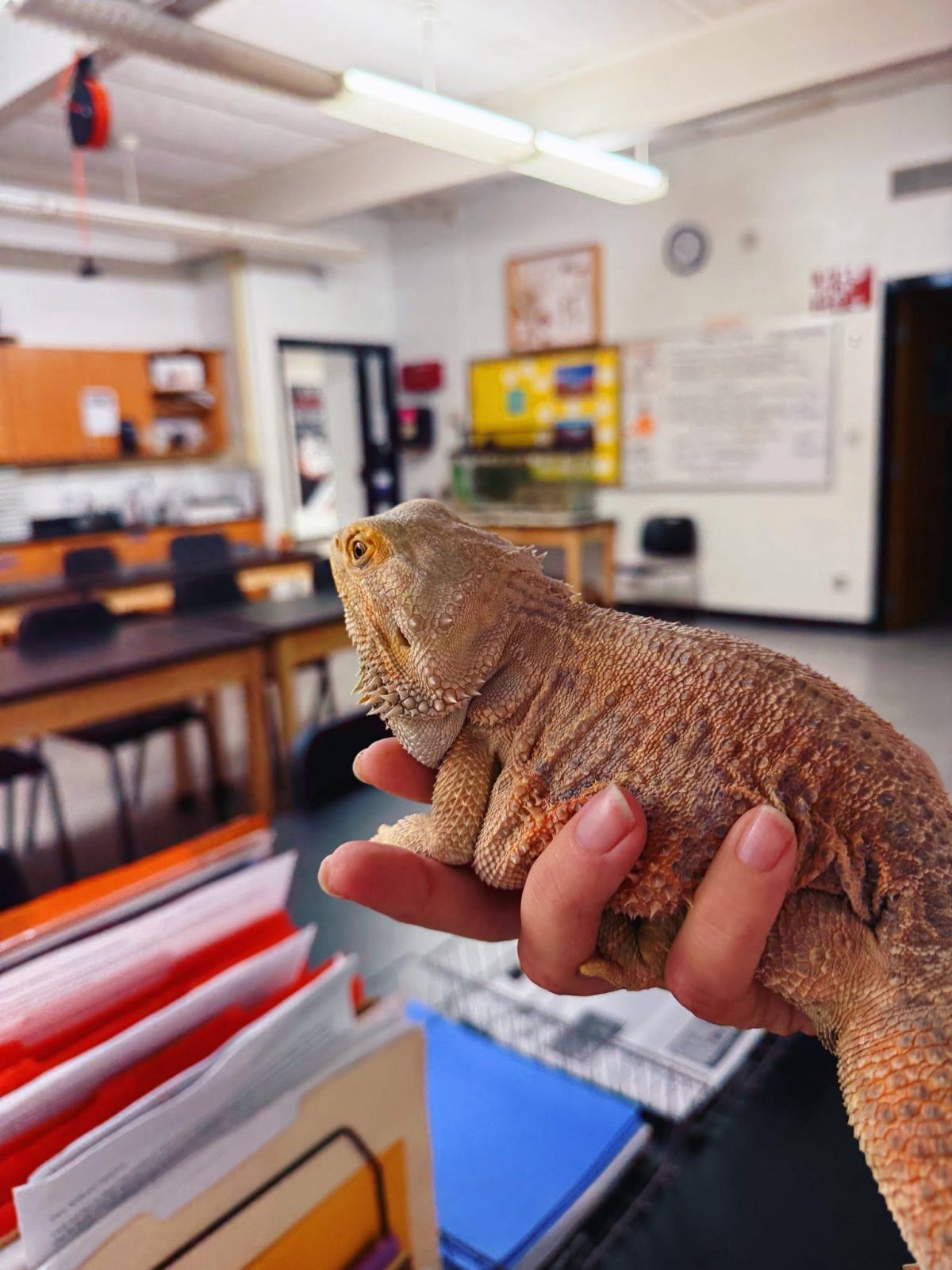 Grateful for Pets: Real Teacher Stories | Education Grants